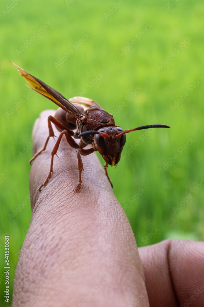 Polistes canadensis is a species of red paper wasp found in the ...