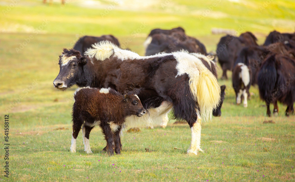 A herd of yaks graze in the mountains. Himalayan big yak in a beautiful ...