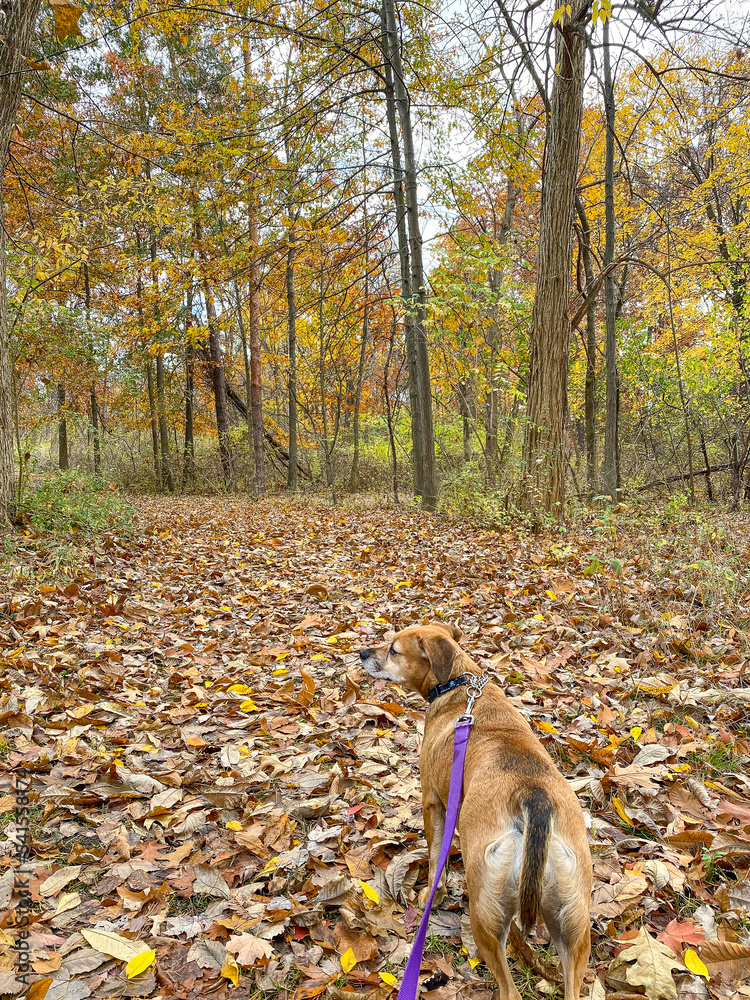 Walking a dog in the woods during autumn with orange and yellow leaves ...
