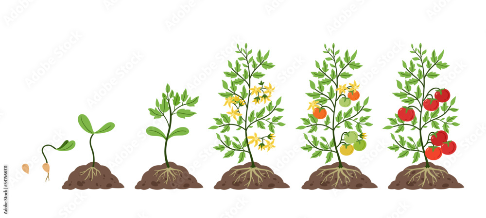 Growth Stages Of Tomato Development Life Cycle Rockets Garden | www ...
