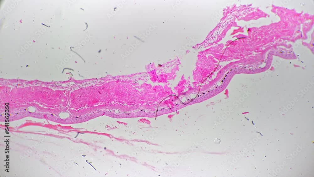 Epidermal cells of animal whole mount filmed in macro under microscope ...