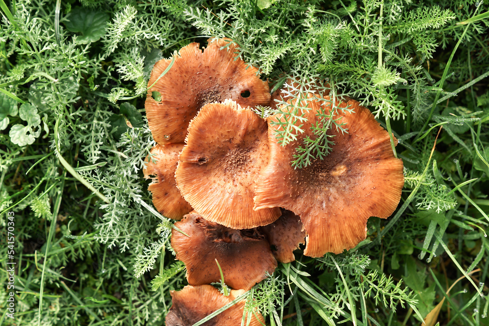 Pilze Stock Photo | Adobe Stock