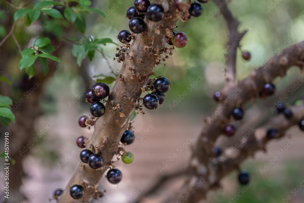 Fruit exotic. Jabuticaba ready to be harvested. Jaboticaba is the ...