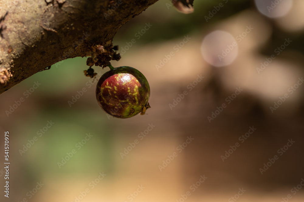 Fruit exotic. Jabuticaba ready to be harvested. Jaboticaba is the ...