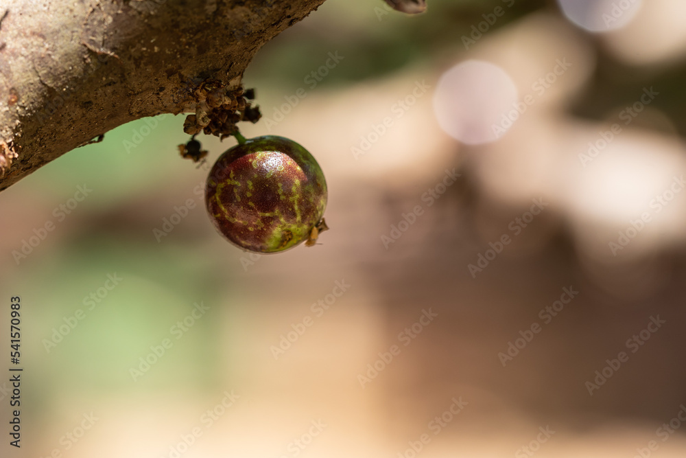 Fruit exotic. Jabuticaba ready to be harvested. Jaboticaba is the ...