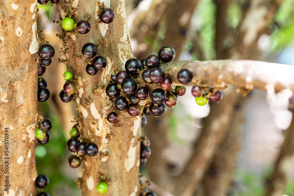 Fruit exotic. Jabuticaba ready to be harvested. Jaboticaba is the ...