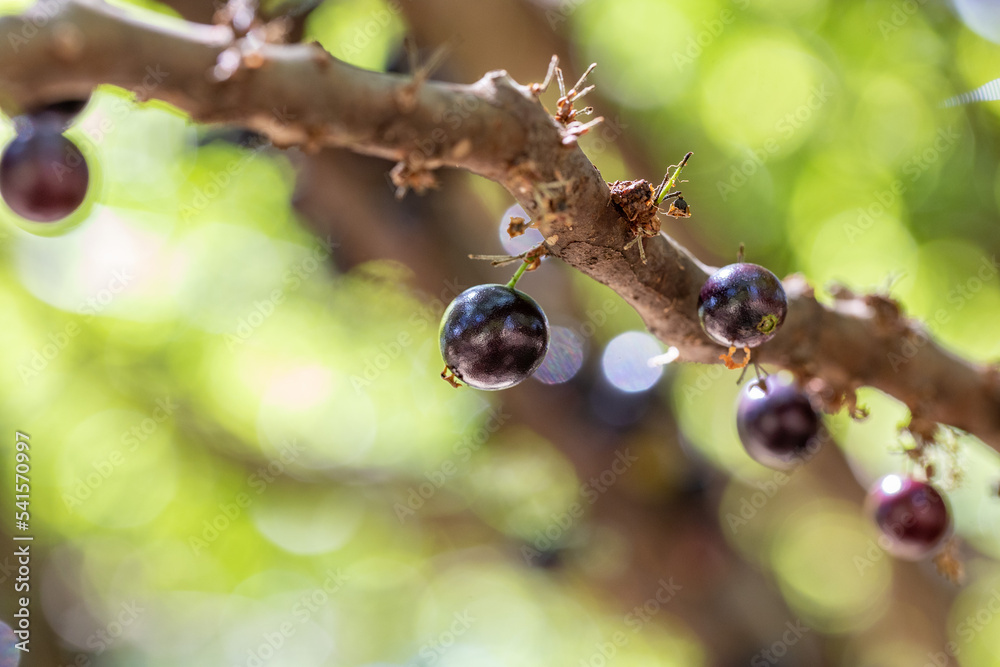 Fruit exotic. Jabuticaba ready to be harvested. Jaboticaba is the ...