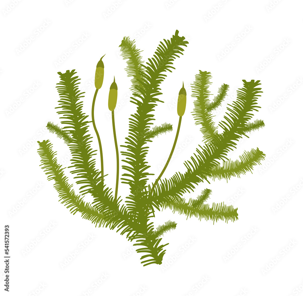 Multi—flowered Pilesia moss - Pylaisia polyantha vector biological ...