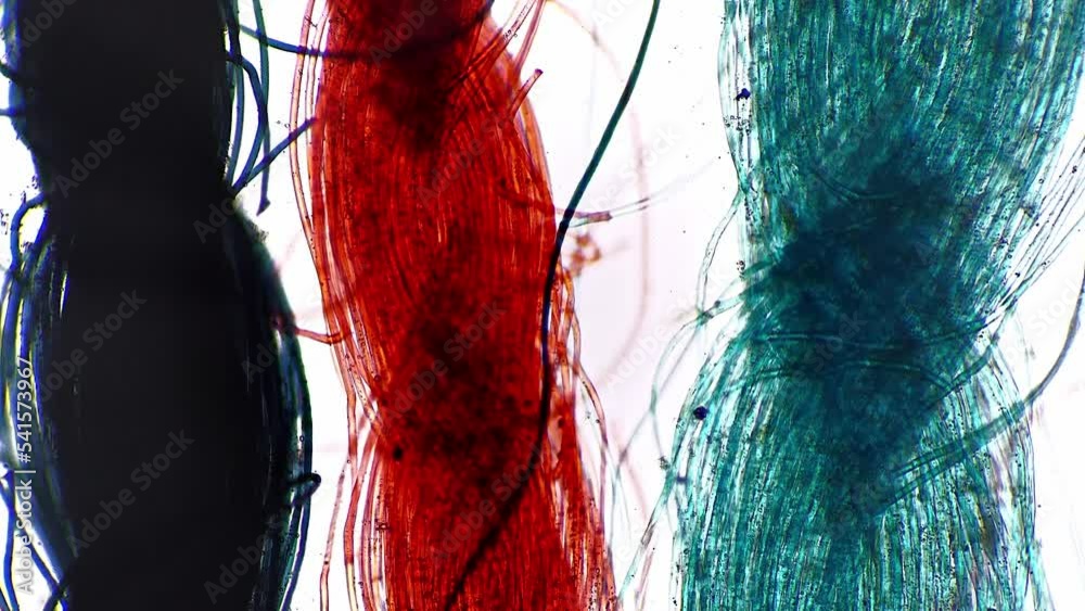 Three fibres of different colours are filmed under microscope 100x on ...