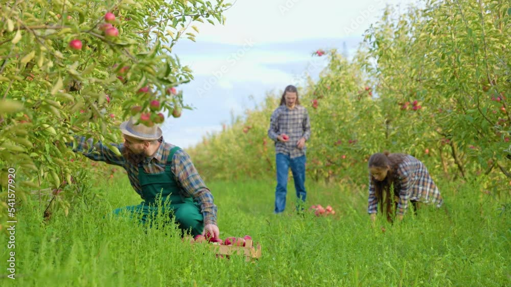 Front view 3 young farmer family pick apple stoop stand back 1 squat ...