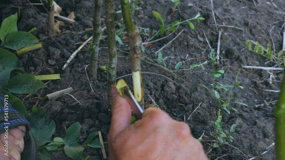 Grafting and budding of branches of woody plants for plant propagation ...