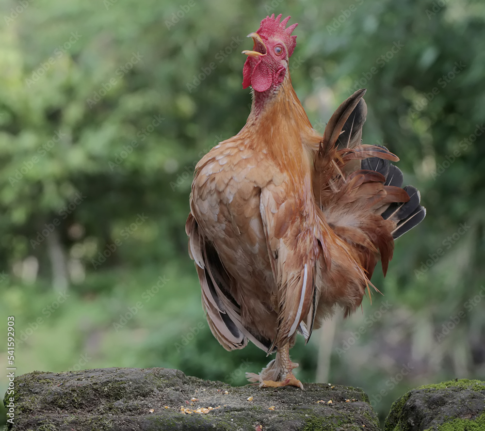 A rooster is foraging on a rock overgrown with moss. Animals that are ...