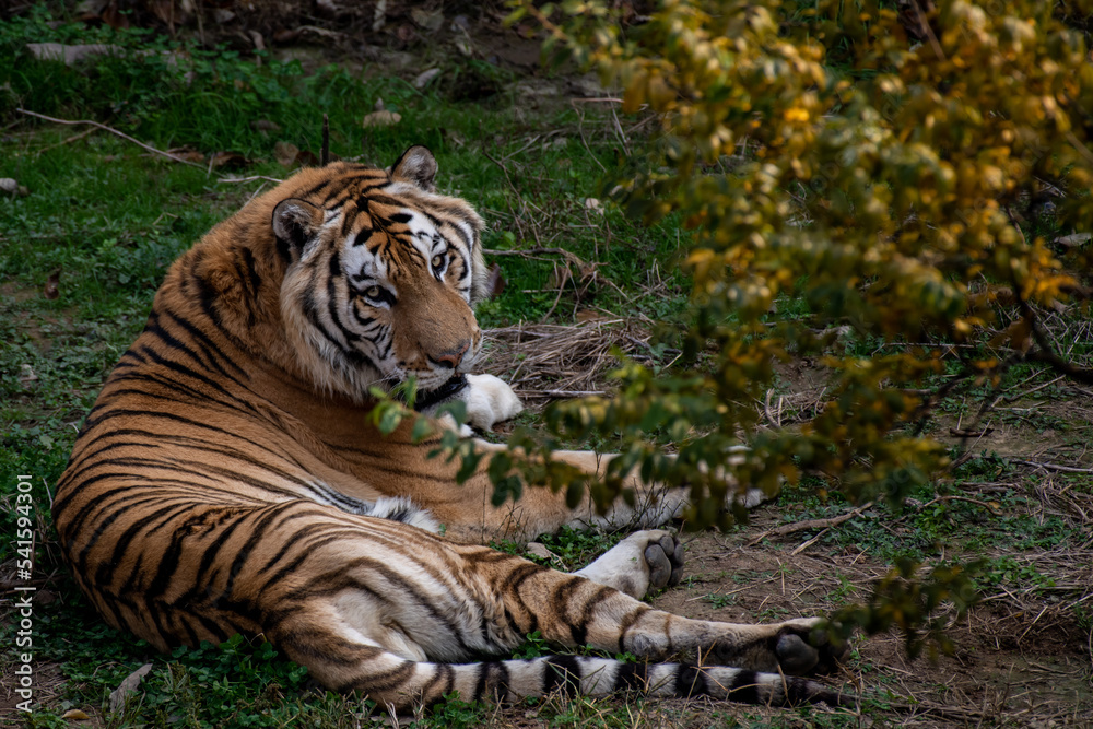 Big Tiger laying in beautiful green grass. Colorful photo of cute tiger ...