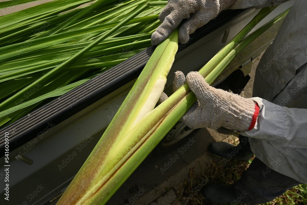 Zizania latifolia ( Manchurian wild rice ) harvesting. Cultivated in ...