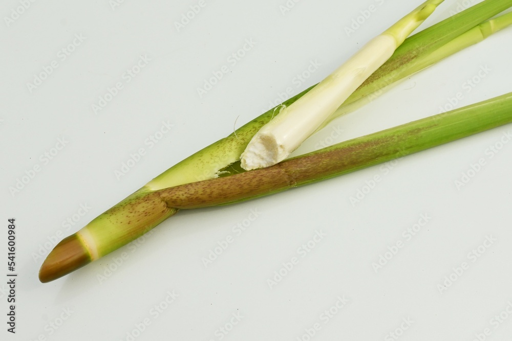 Zizania latifolia ( Manchurian wild rice ) harvesting. Cultivated in ...