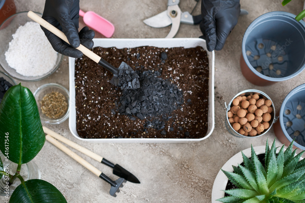 preparation of soil substrate for planting houseplant into a pot Stock ...