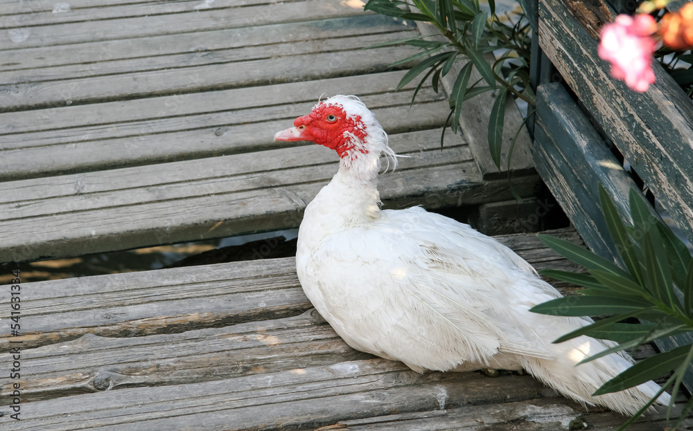 A musky duck walks around the yard.Close-up of a musky duck. Profile of ...