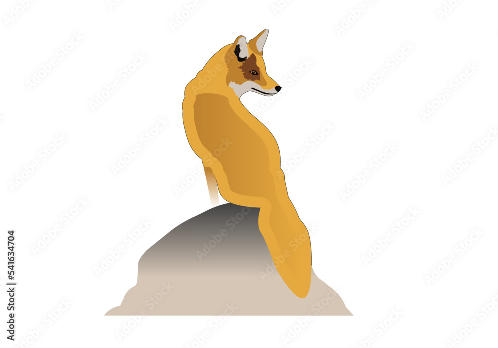 Standing fox isolated on a white background. Body side view, head in ...