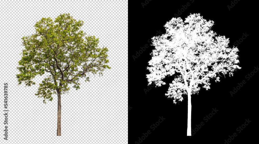 Tree on transparent picture background with clipping path, single tree ...