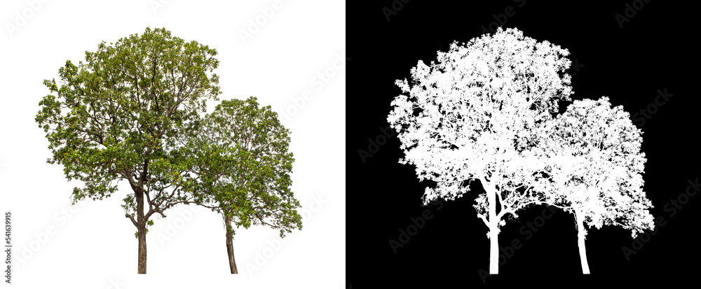 Tree on transparent picture background with clipping path, single tree ...