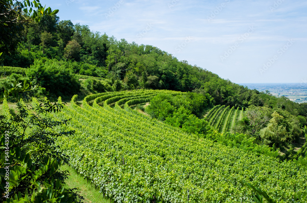 Panorama dei filari dei vigneti dei colli euganei in Veneto in una ...