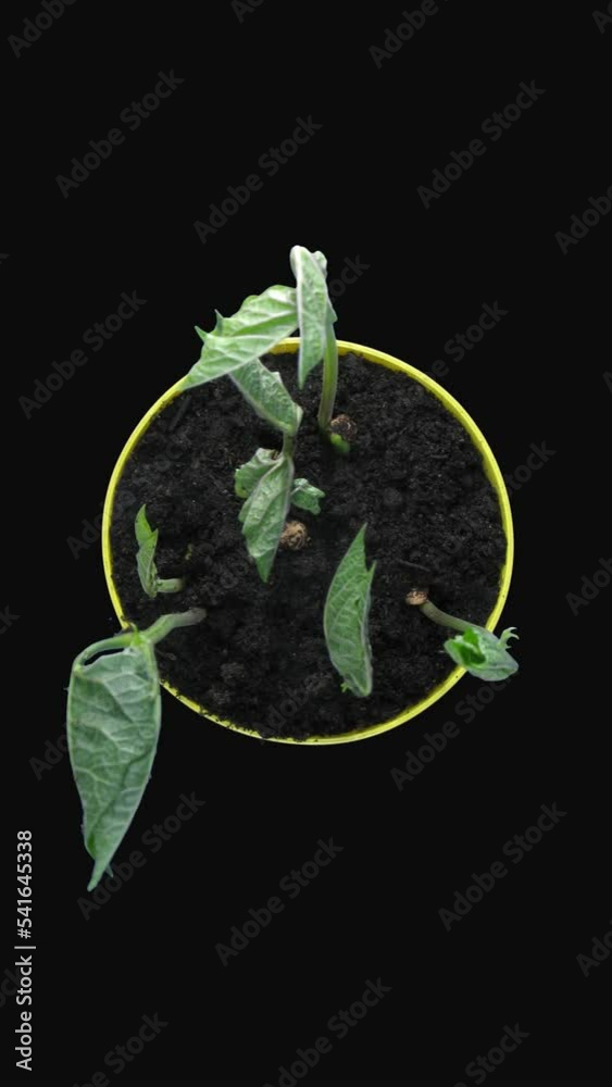 Phototropism effect in growing beans vegetables with ALPHA transparency ...