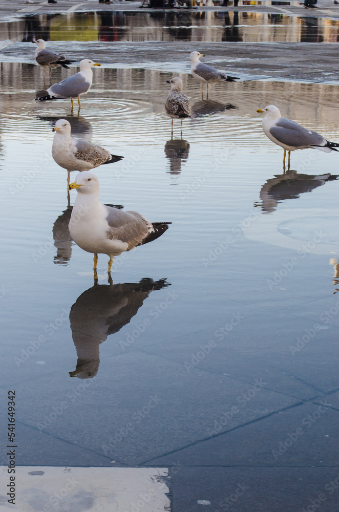 Dei gabbiani si riflettono nell'acqua alta che ha invaso Piazza San ...