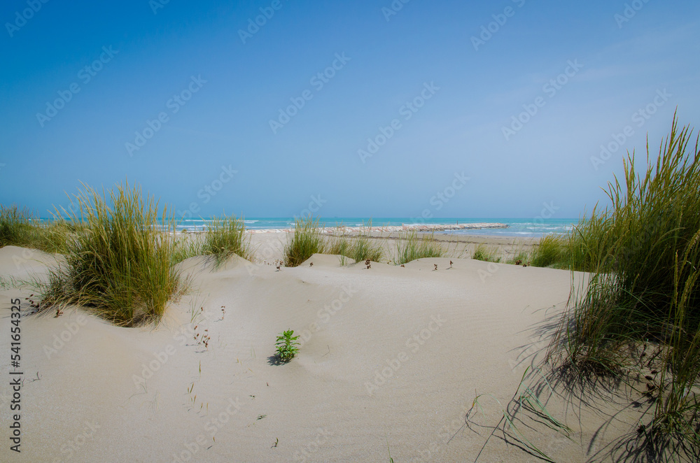 La spiaggia degli alberoni al Lido di Venezia con la tipica vegetazione ...