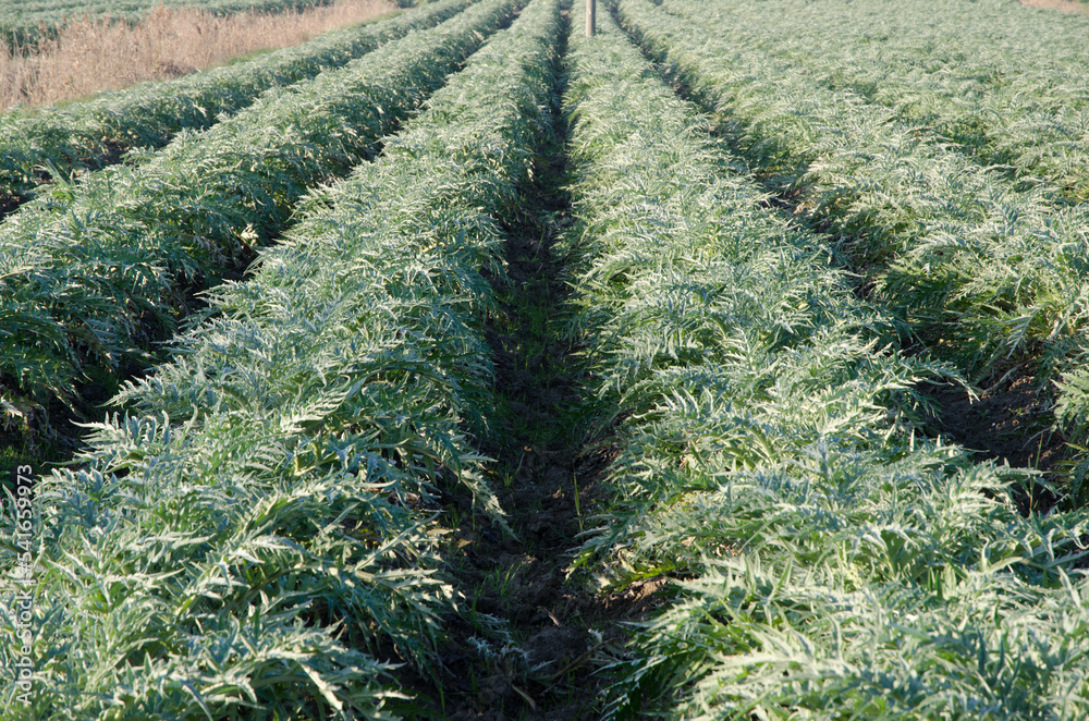 Un campo coltivato di castraure, i tipici carciofi delll'isola di Sant ...