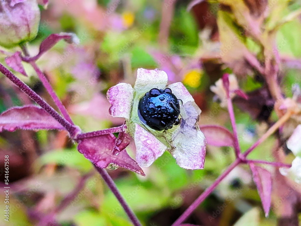 fruits of Silene baccifera with water drops Stock Photo | Adobe Stock