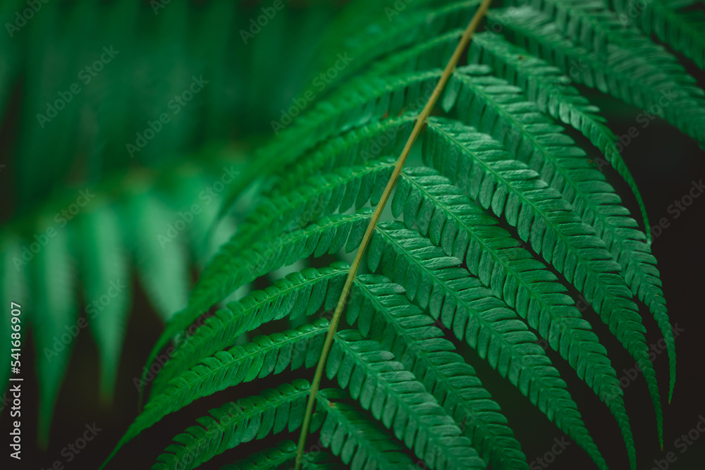 Nature of green leaf in beautiful garden. Tropical forest ecology and ...