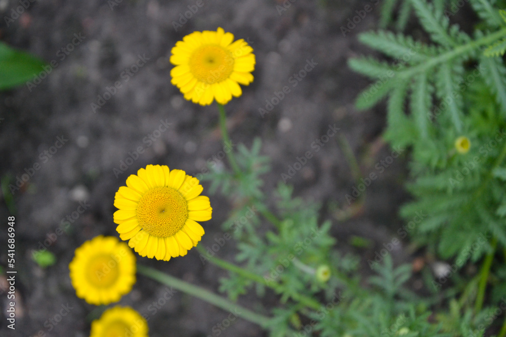 Anthemis tinctoria known also as: Cota tinctoria, the golden marguerite ...