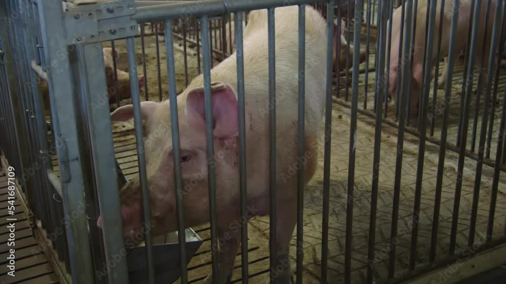 Pig with a dirty nose is looking out from the crate at the animal farm ...