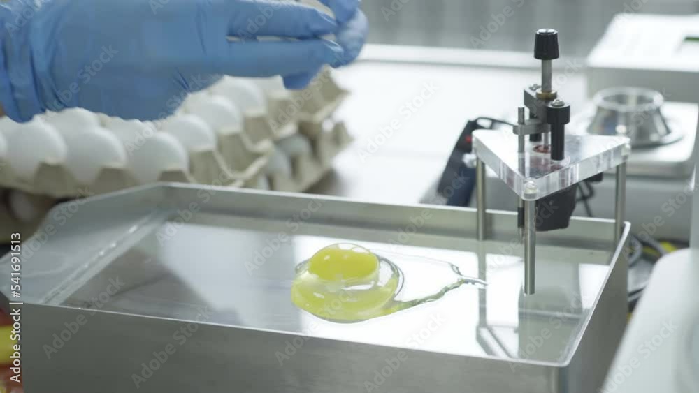 Cracking the freshly manufactured chicken egg to test the quality ...