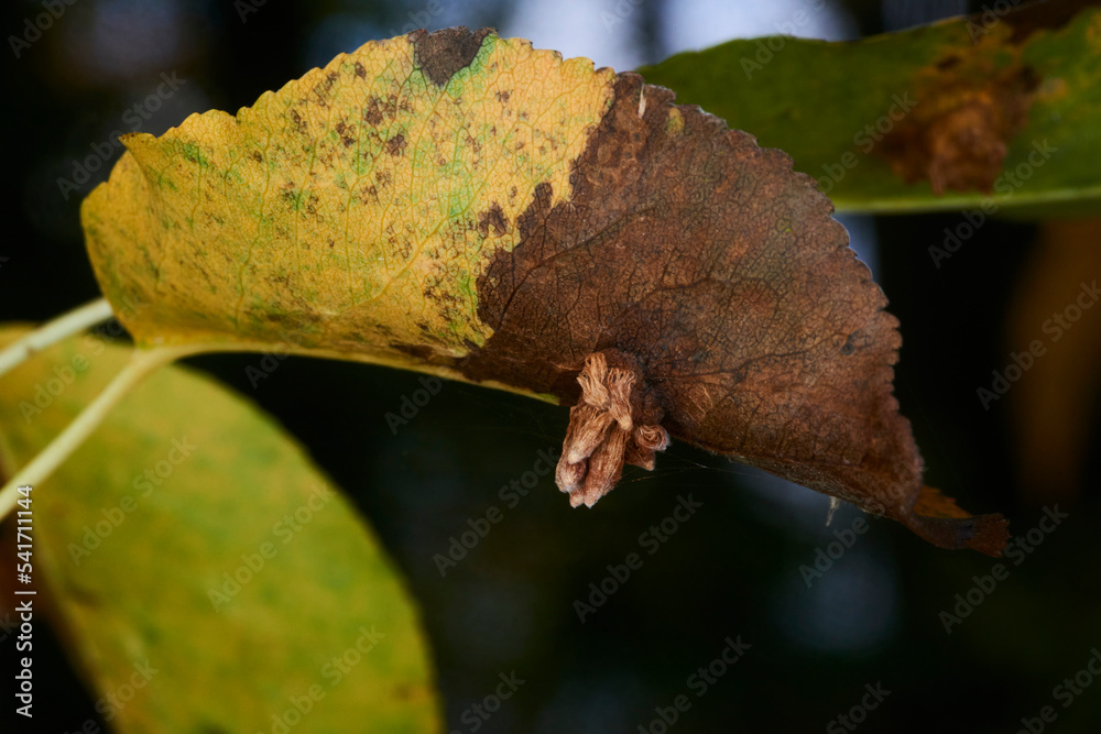 Pear leaf gall caused by Gymnosporangium sabinae. Rust fungus on ...