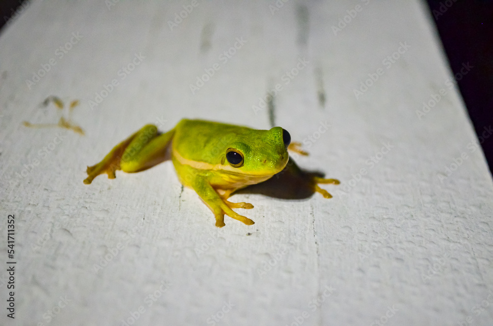 Little tree frog catching bugs under the flood light on a moon lit ...