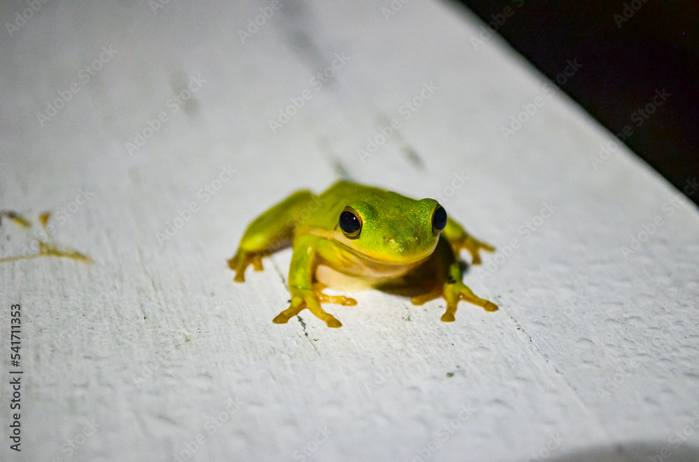 Little tree frog catching bugs under the flood light on a moon lit ...