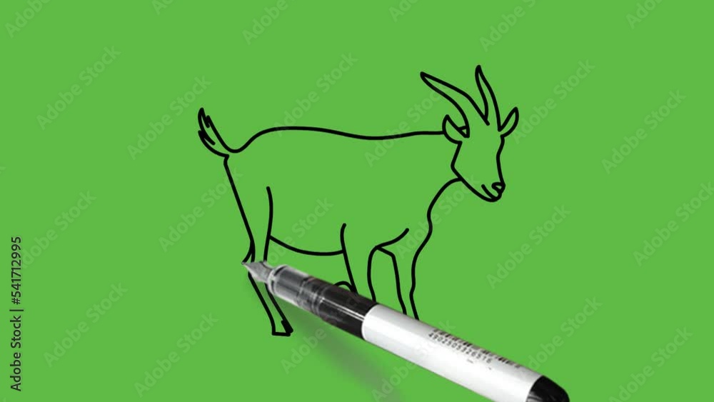 Draw female goat called doe in blue color combination with black ...