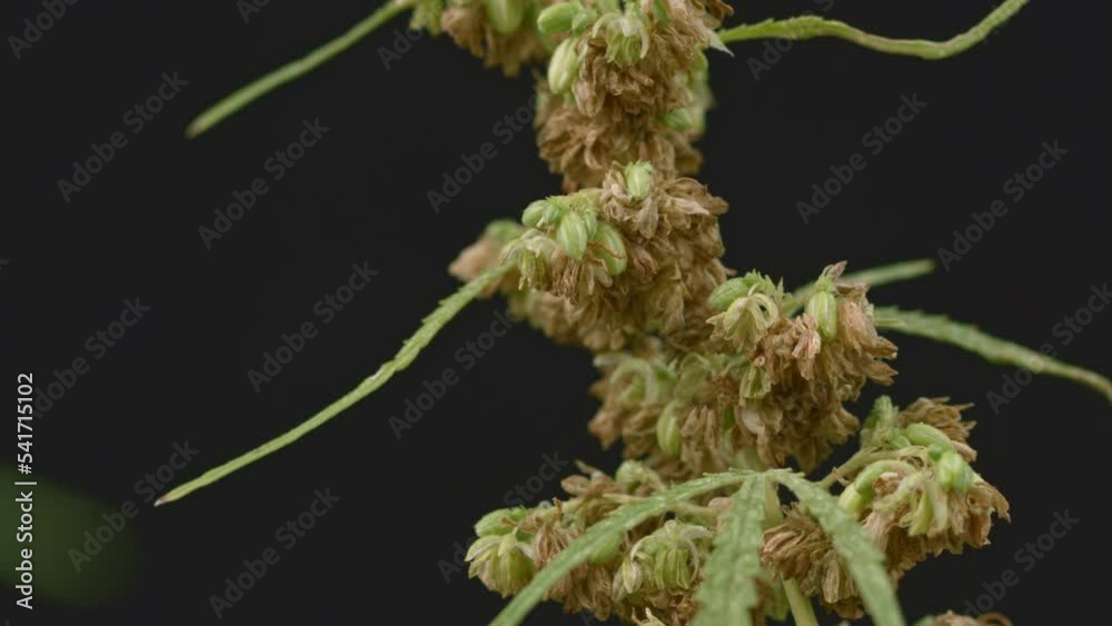Zoom in on the top of the cannabis flower..Male cannabis flowers in ...