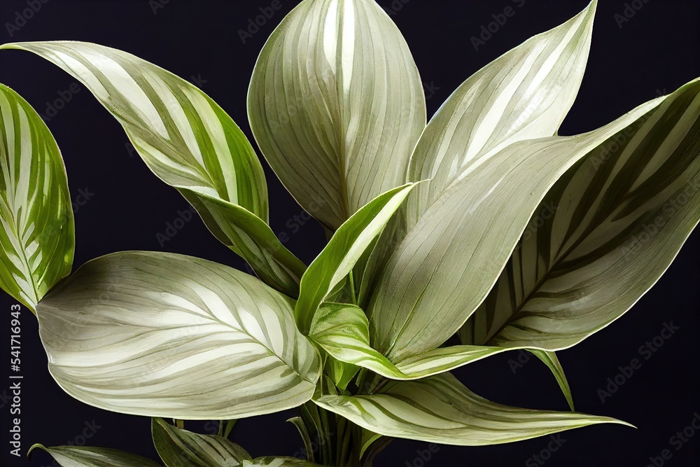 Calathea orbifolia, Makoyana, Roseopicta, also called Marantaceae or ...