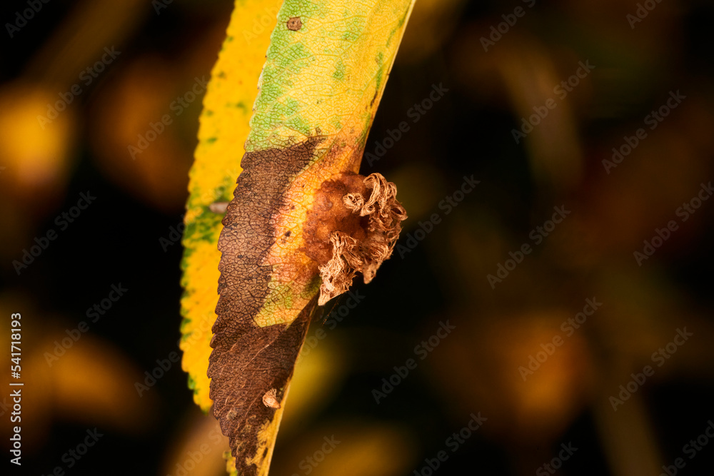 Pear leaf gall caused by Gymnosporangium sabinae. Rust fungus on ...