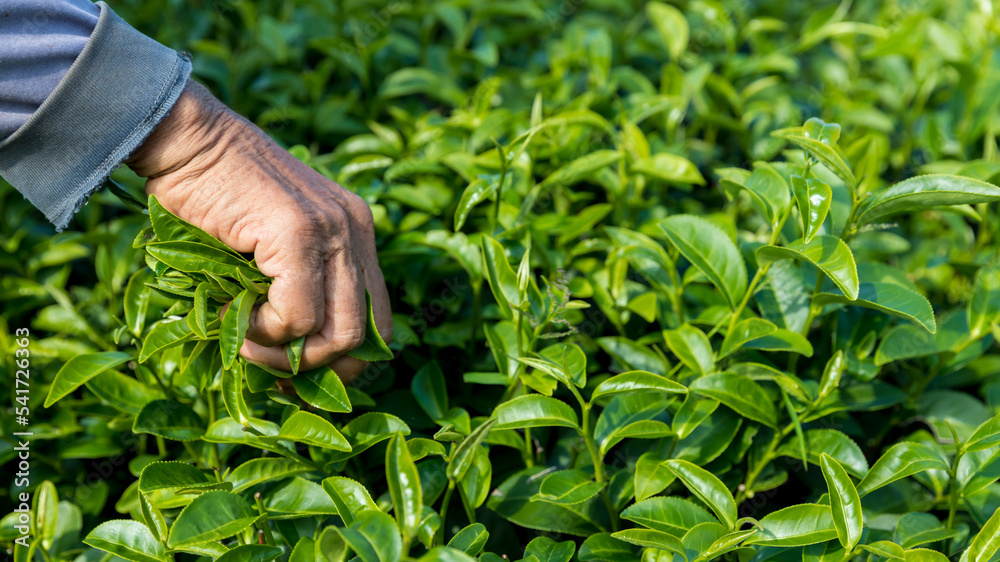 Picking tea leaves by hand in organic green tea farm. Beautiful fresh ...
