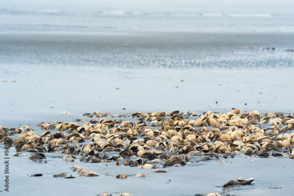 pile of empty shells of surf clams on the seashore left from fishing ...