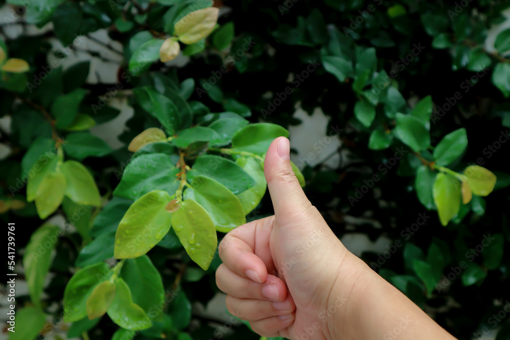 fingers ,Hand with sign or Hand showing peace sign or good sign Stock ...