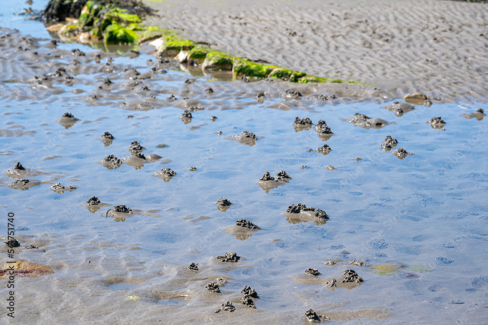 Lugworm, arenicola marina, sand casts and Bladderwrack and Gutweed ...