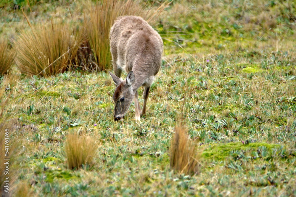 White-tailed deer (Odocoileus virginianus) grazing on the paramo at the ...