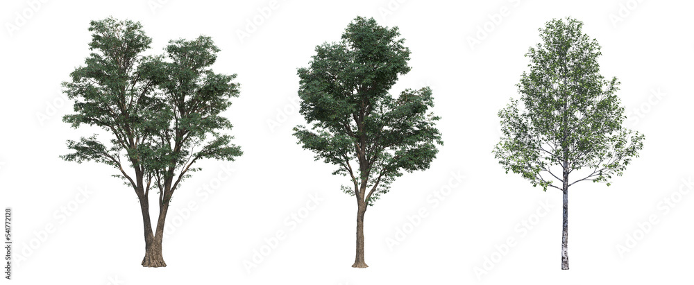 deciduous tree, isolated on white background, 3D illustration, cg ...