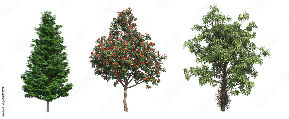 deciduous tree, isolate on a transparent background, 3d illustration ...