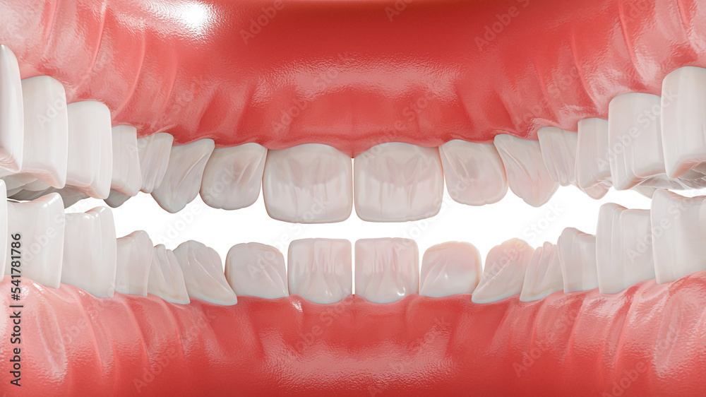 Human teeth inside view, isolated on a white background. Human jaw with ...