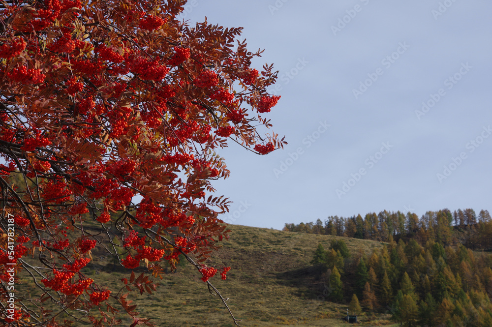 Branches of rowan tree with berries ( Sorbus aucuparia ) Stock Photo ...